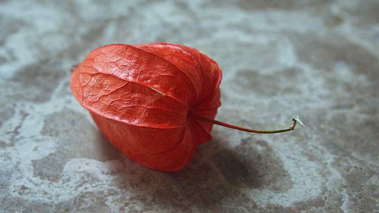 Alkekengi: provenienza, benefici, proprietà e ricette - Cucinare Facile