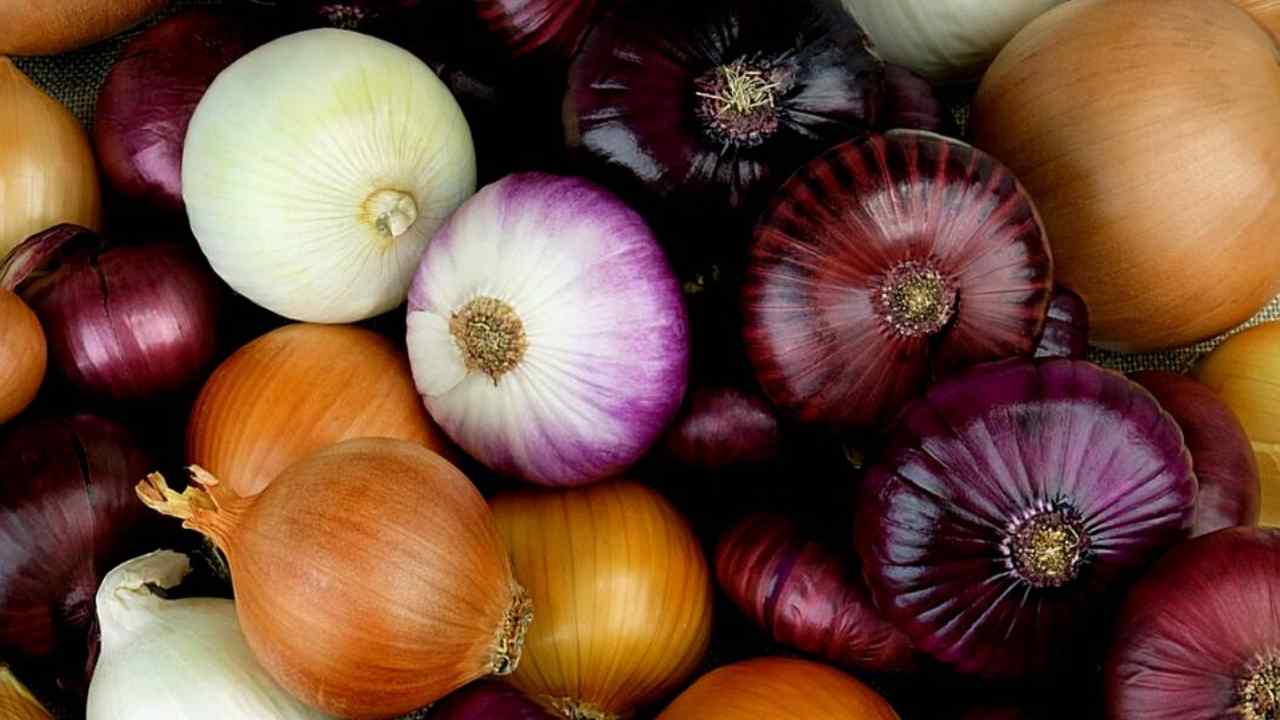 Cipolla: origine, benefici, controindicazioni e ricette