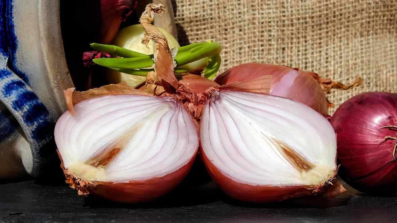Cipolla: origine, benefici, controindicazioni e ricette