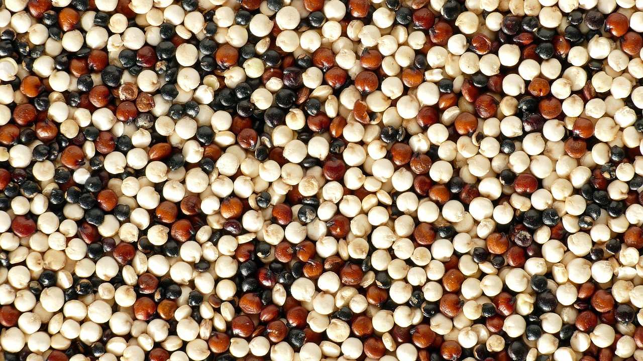 Quinoa: cos'è, proprietà, benefici e ricette - Cucinare Facile
