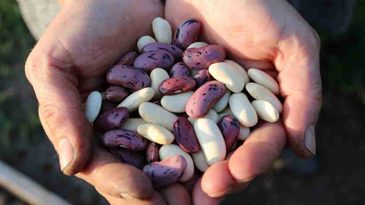 Fagioli: tipi. proprietà, benefici e controindicazioni