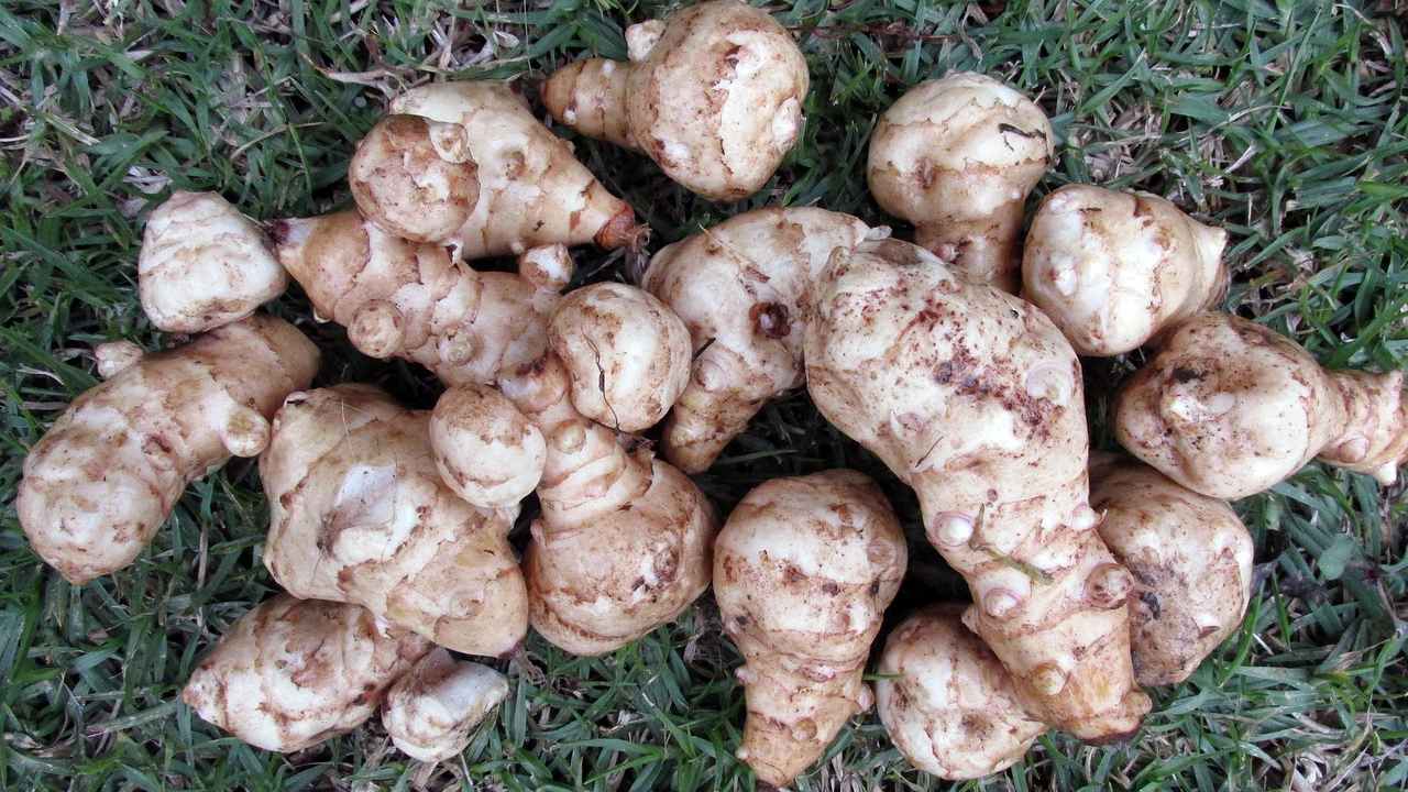 Il topinambur: cos'è, proprietà, benefici e ricette - Cucinare Facile