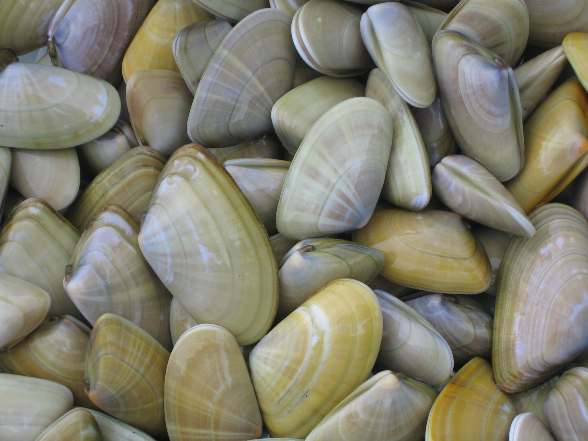 Come spurgare le telline - Cucinare Facile