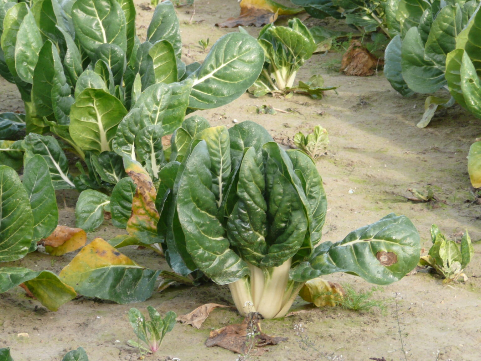 Come cucinare le coste bollite, al forno e in padella