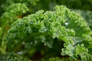 Kale: proprietà, come si pulisce e come mangiarlo