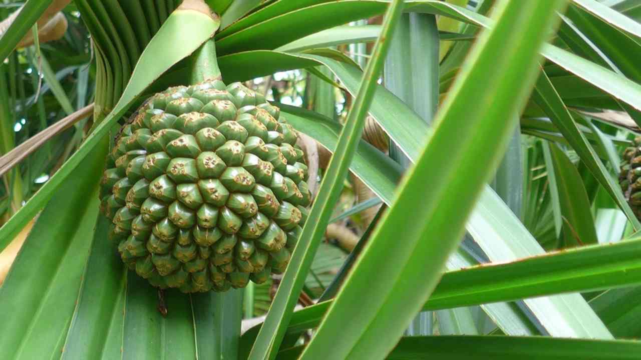 Pandan: sapore, come si usa in cucina e dove comprarlo