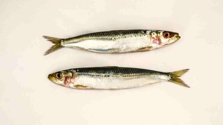 Sardine: vantaggi e come seguire la dieta delle sardine