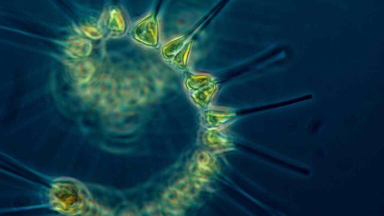 Plancton marino: cos'è, significato e come usarlo in cucina